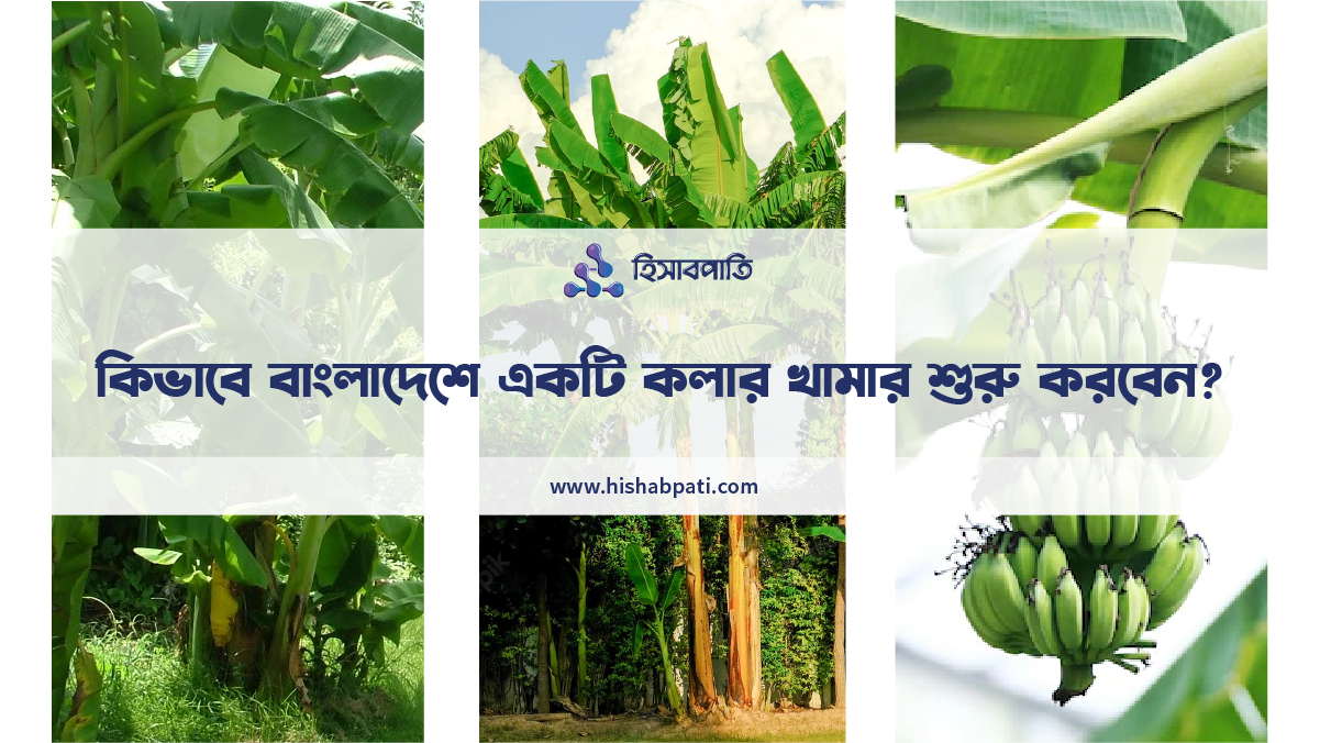 কিভাবে বাংলাদেশে একটি কলার খামার শুরু করবেন - হিসাবপাতি